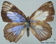 Papua Insects Foundation (Lepidoptera/Lycaenidae thumbnails)